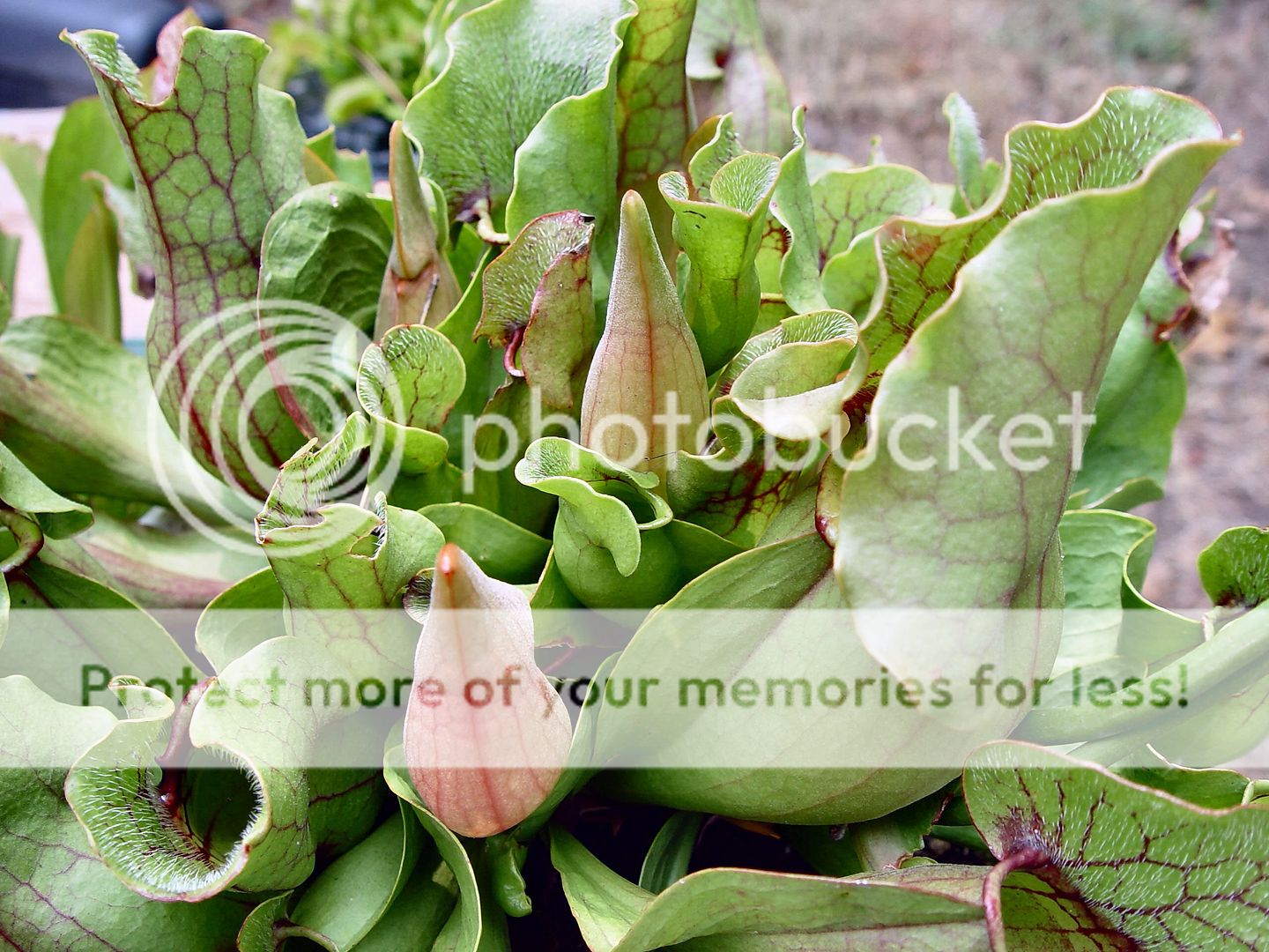 first pitcher plant with lots of questions!!! - FlyTrapCare Forums